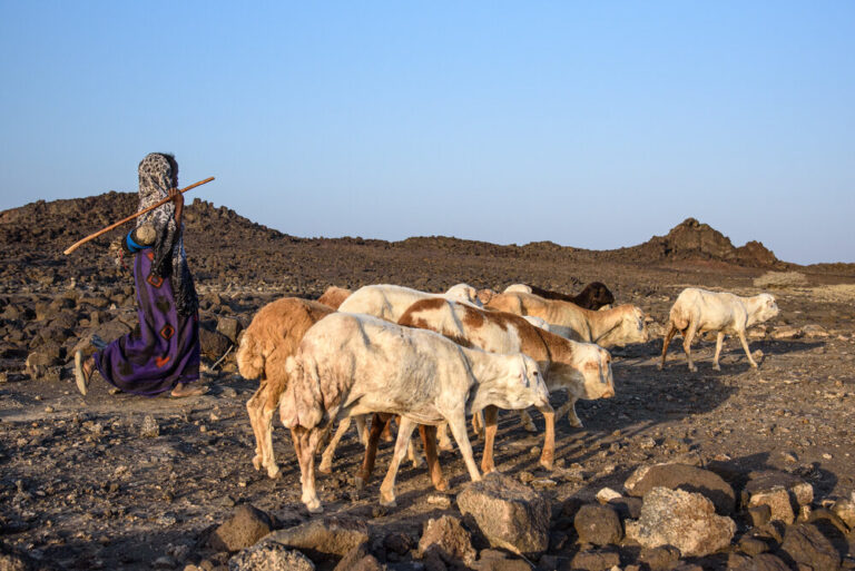 Afar Pastoralists Development Association (APDA) - Ethiopia - World Accord